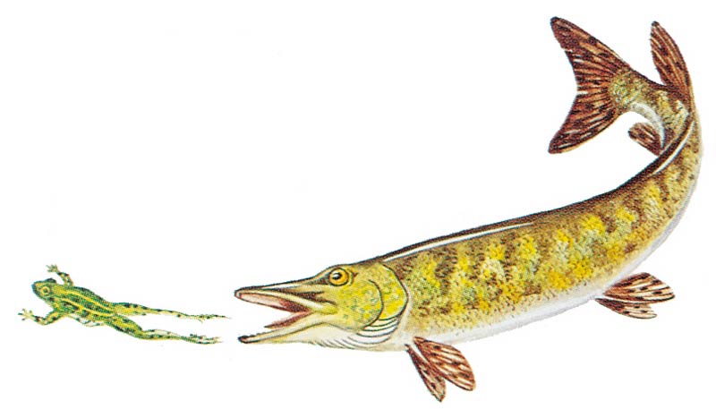 Cifu 4ºESO Informática: El Lucio (Origen, pesca y técnicas)